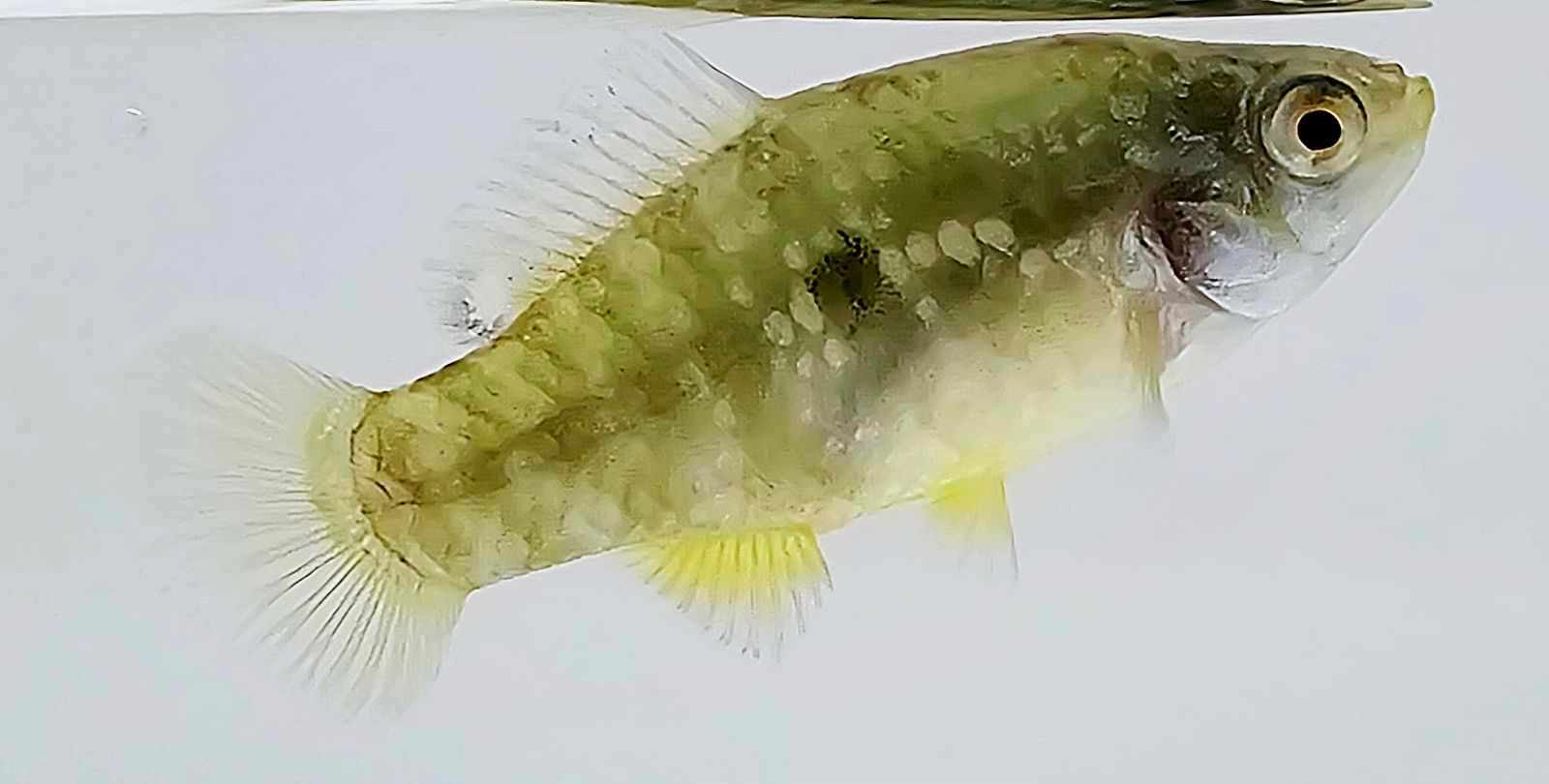 Florida Flagfish – www.coralreeftn.com