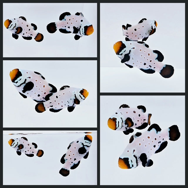 Clownfish Bonded Pair Frostbite Absolute Zero – www.coralreeftn.com