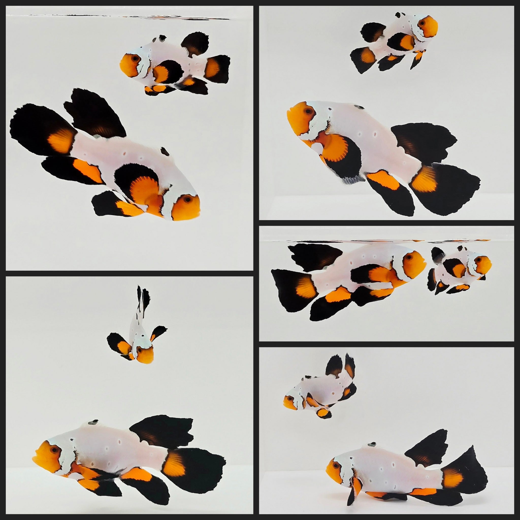 Clownfish Bonded Pair Frostbite Chilled Roundtail Longfin – www ...