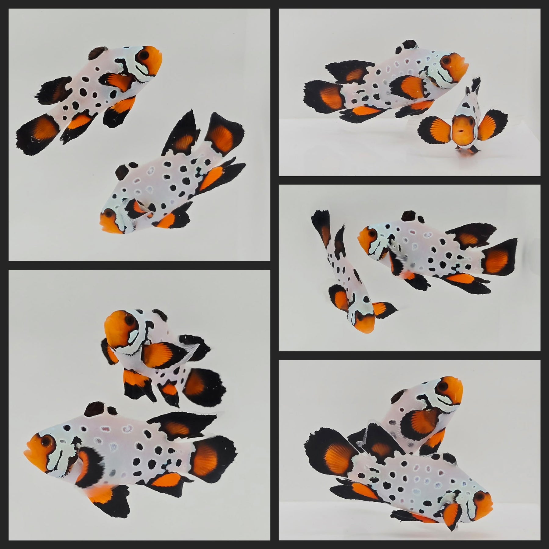 Clownfish Bonded Pair Frostbite Subzero/Frozen Roundtail Longfin – www ...