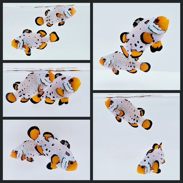 Clownfish Bonded Pair Frostbite Frozen – www.coralreeftn.com