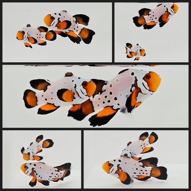 Clownfish Bonded Pair Frostbite Frozen Roundtail Longfin – www ...