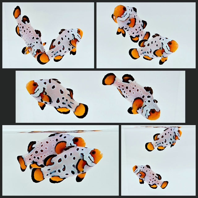 Clownfish Bonded Pair Frostbite SubZero – www.coralreeftn.com