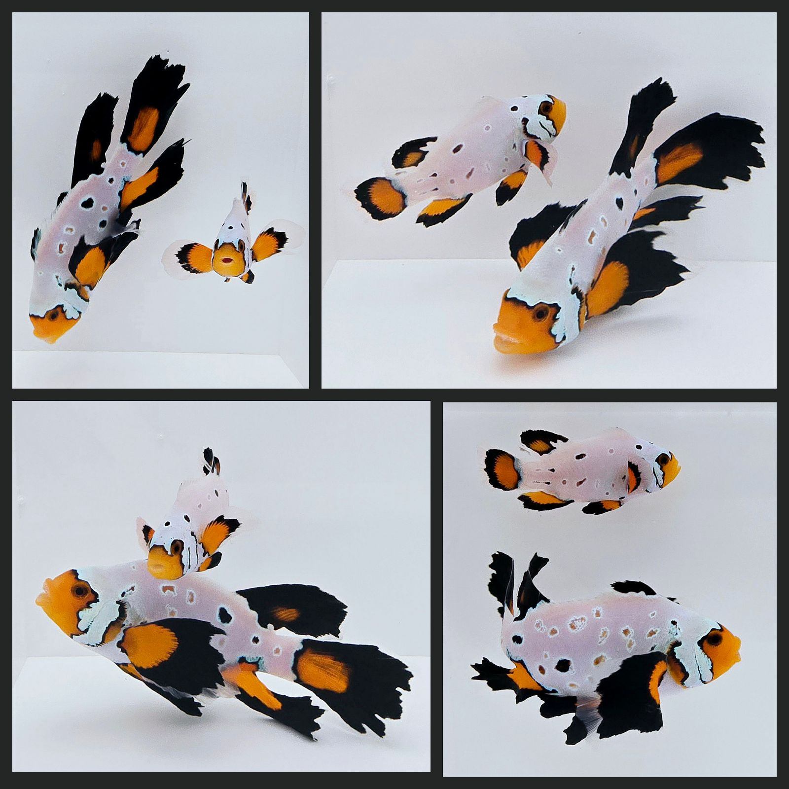 Clownfish Bonded Pair Frostbite Frozen Roundtail Longfin – www ...