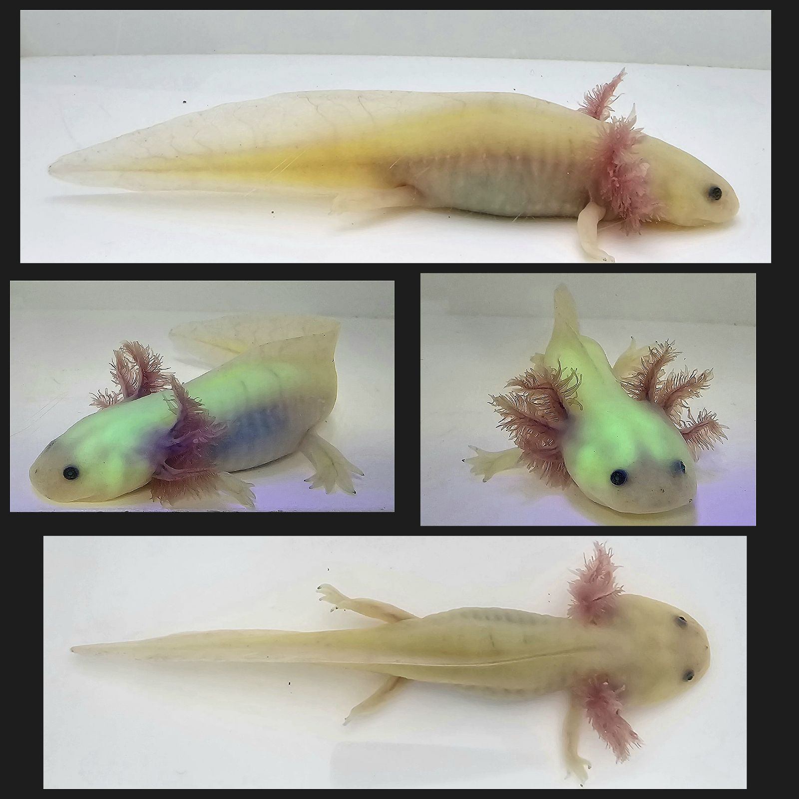 GFP Leucistic Axolotl – www.coralreeftn.com