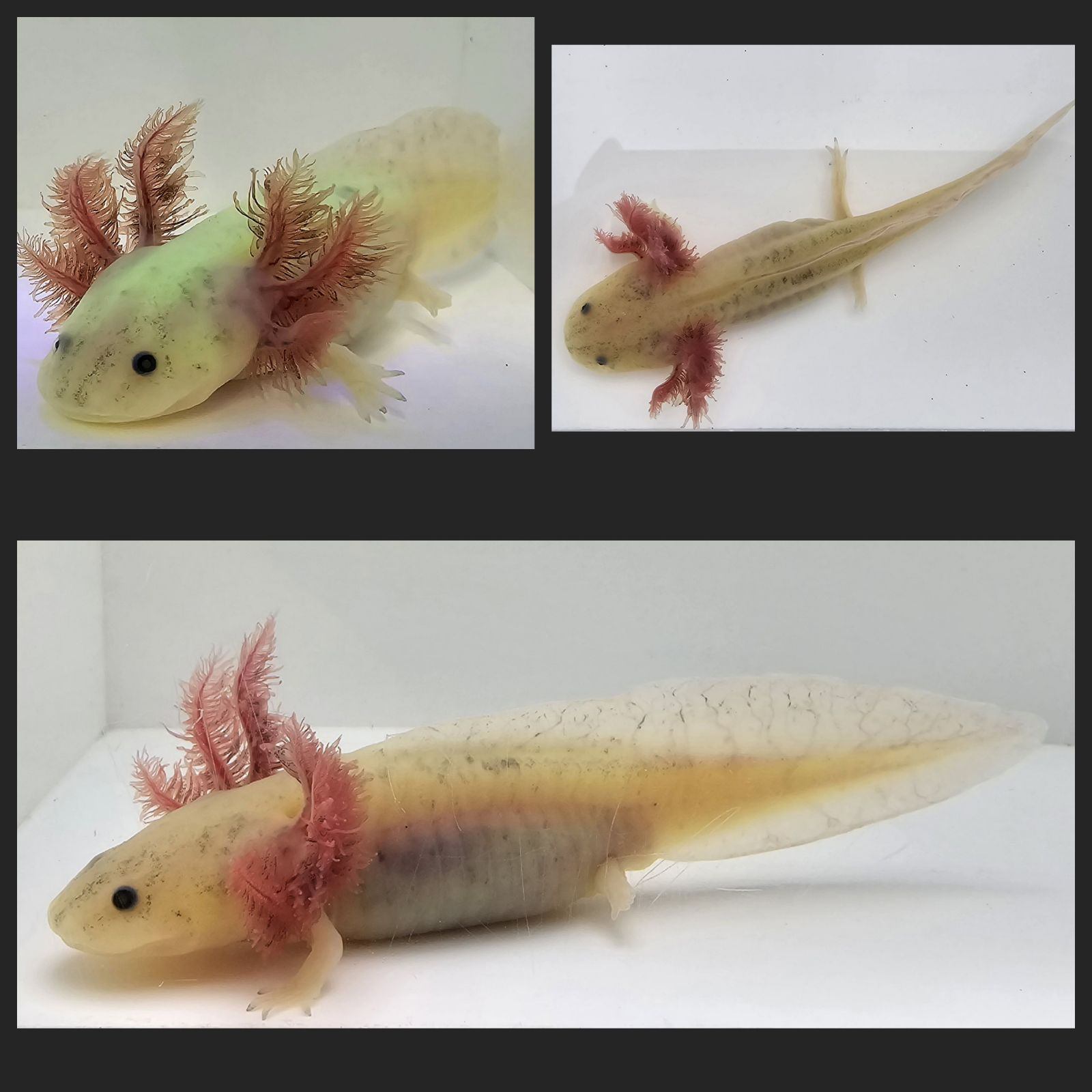 GFP Leucistic Axolotl – www.coralreeftn.com