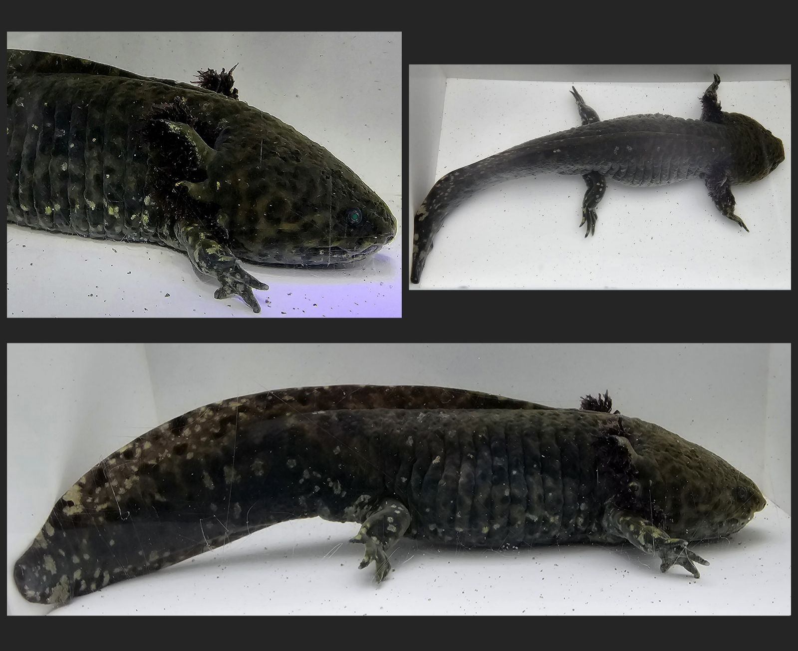 GFP Wild-Type MALE – www.coralreeftn.com