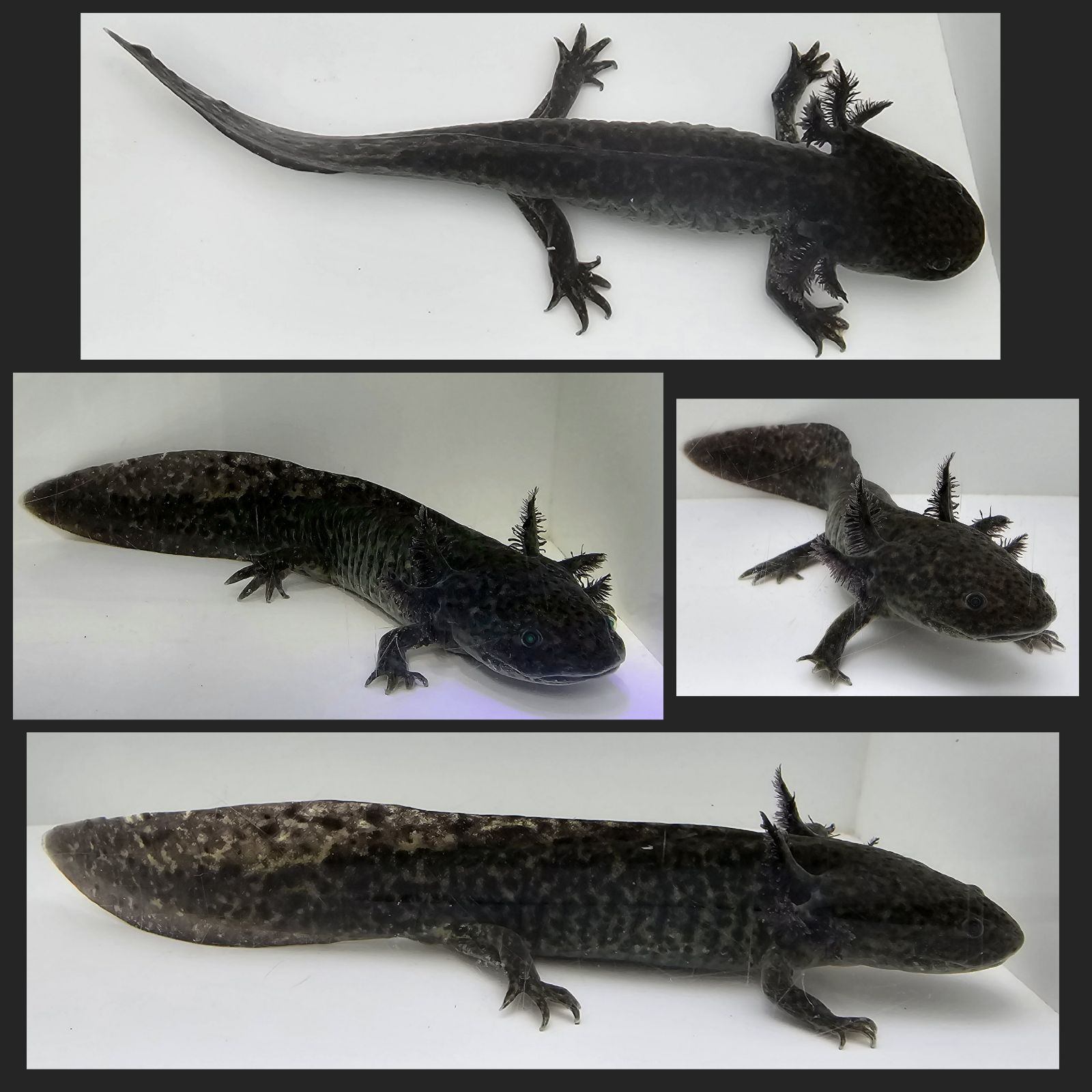GFP Wild-Type Axolotl – www.coralreeftn.com