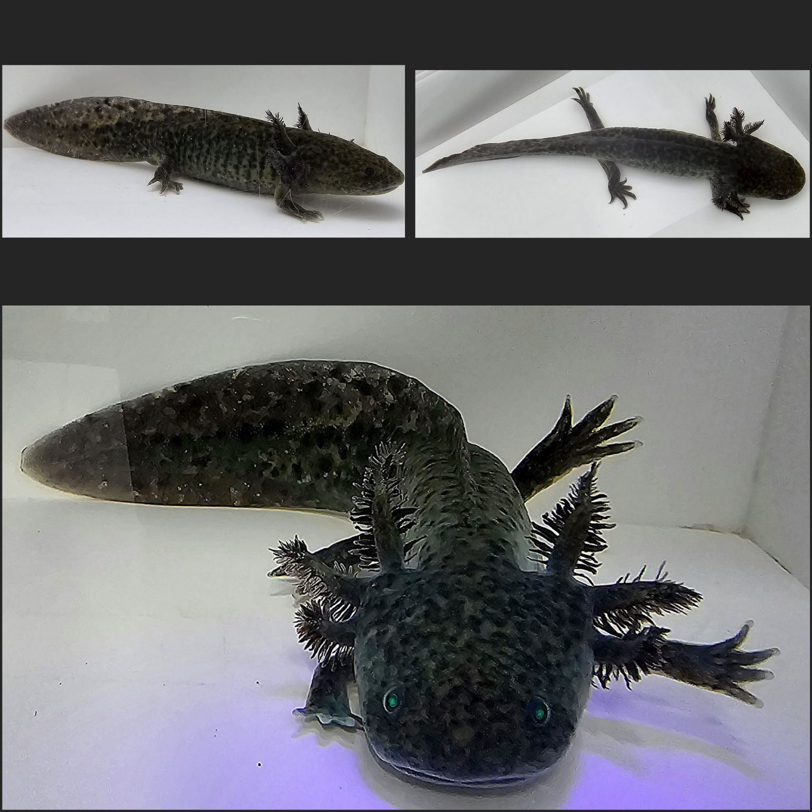 GFP Wild-Type Axolotl – www.coralreeftn.com