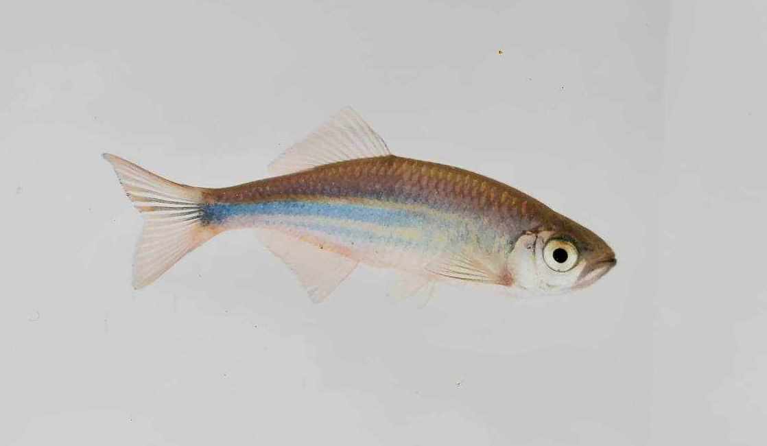 Giant Danio – www.coralreeftn.com