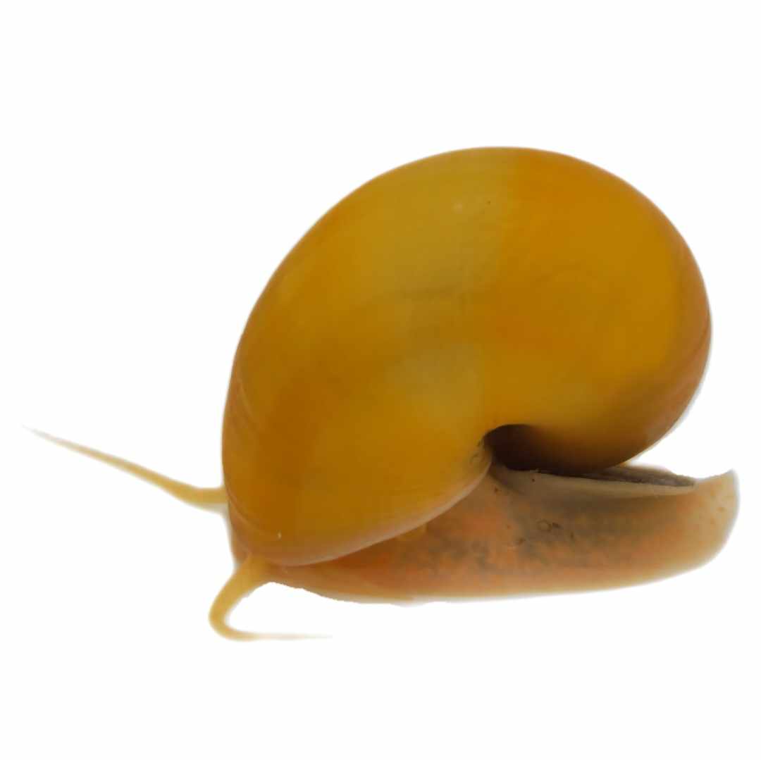 Gold Mystery Snail – www.coralreeftn.com