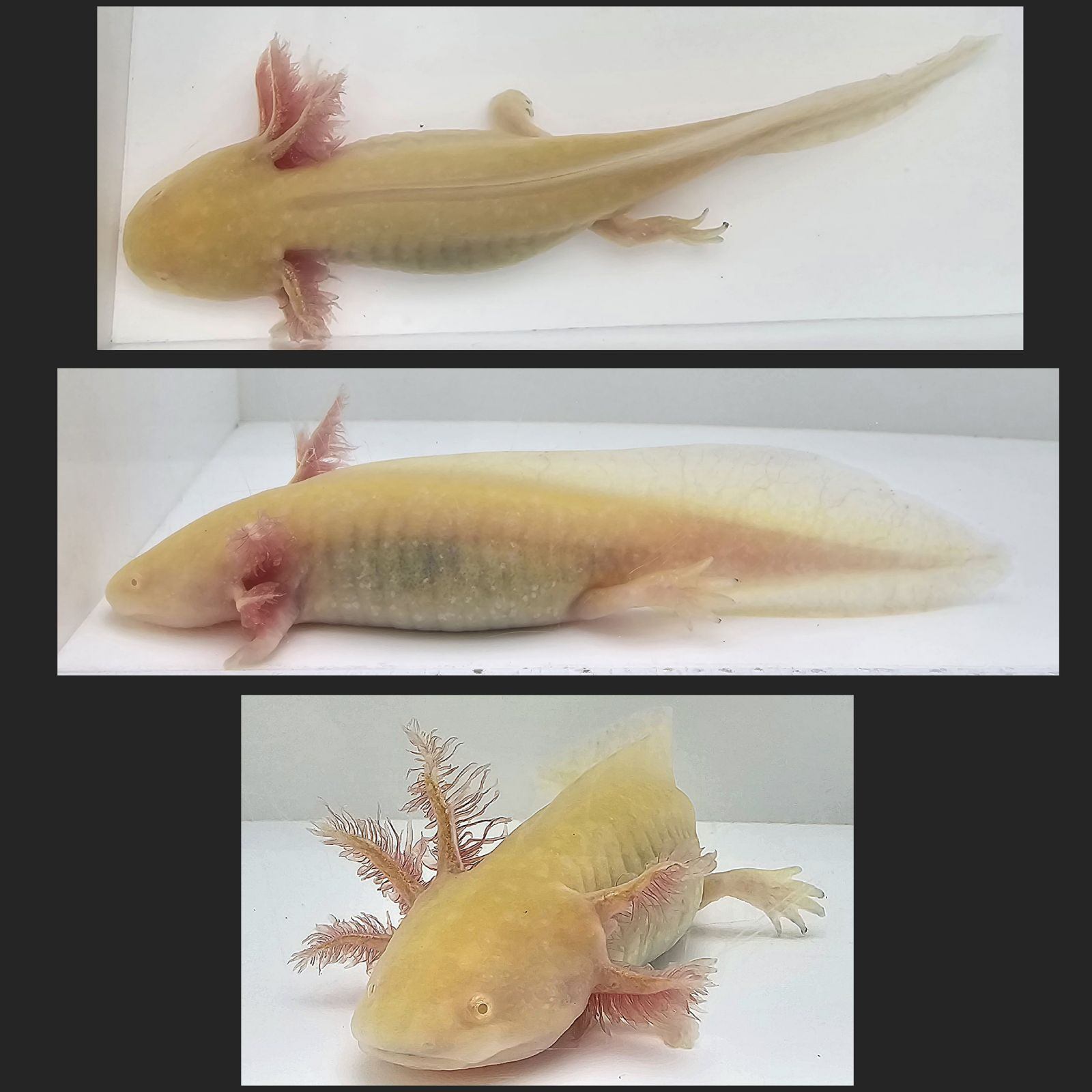 Golden Albino Axolotl – www.coralreeftn.com