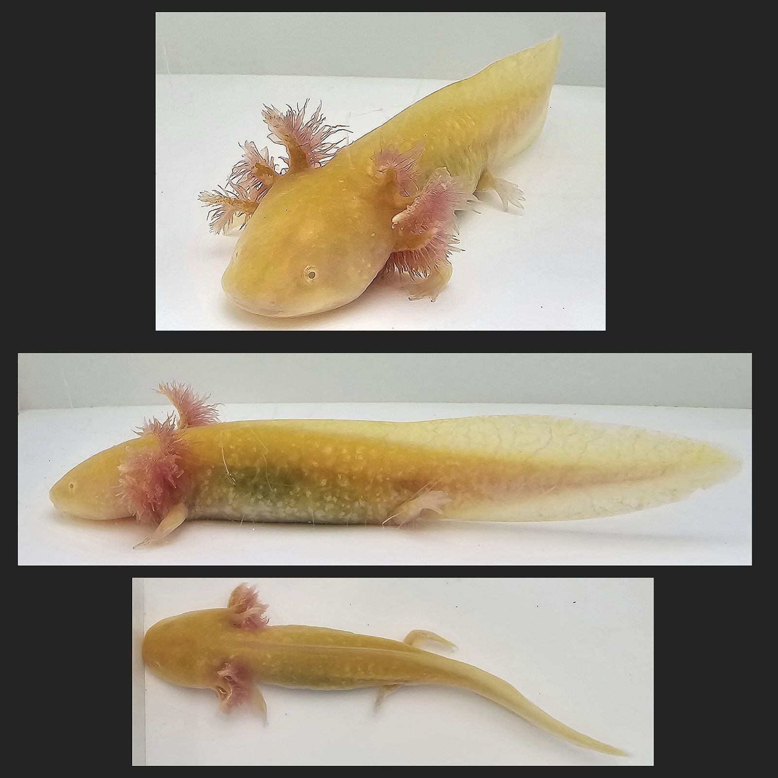 Golden Axolotl – www.coralreeftn.com