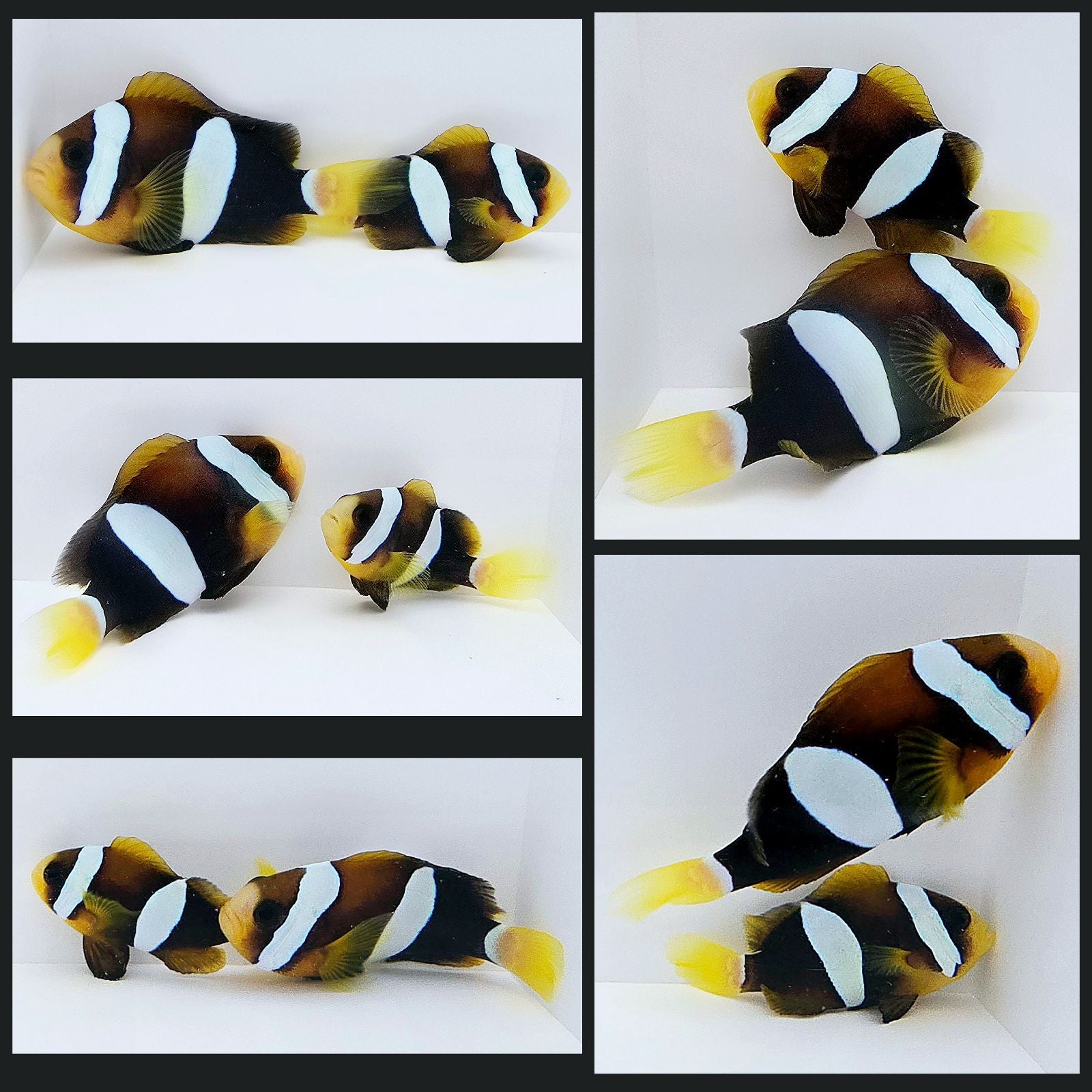 Clownfish Bonded Pair Half Black Clarkii – www.coralreeftn.com