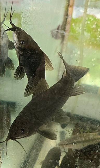 Hoplo Catfish – www.coralreeftn.com