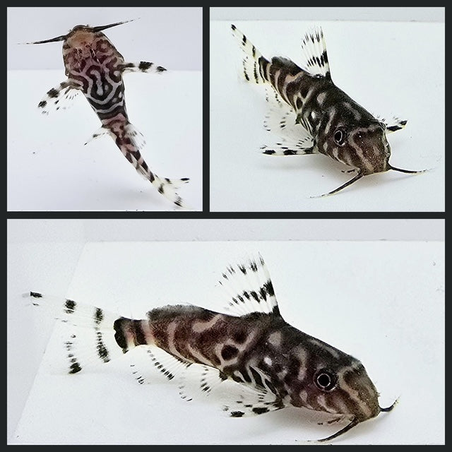 Hybrid Synodontis Catfish – www.coralreeftn.com