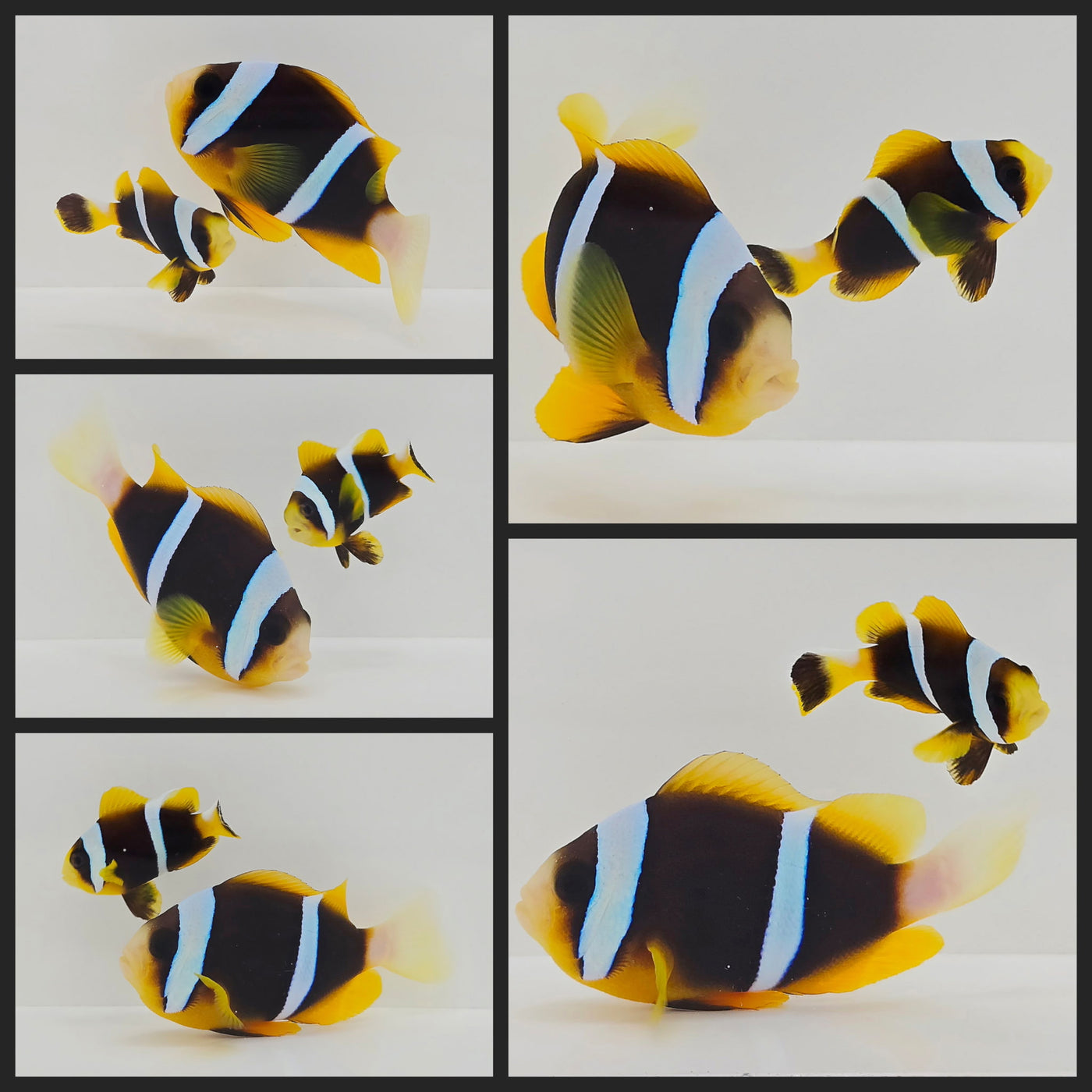 Clownfish Bonded Pair Indian Ocean Clarkii – www.coralreeftn.com
