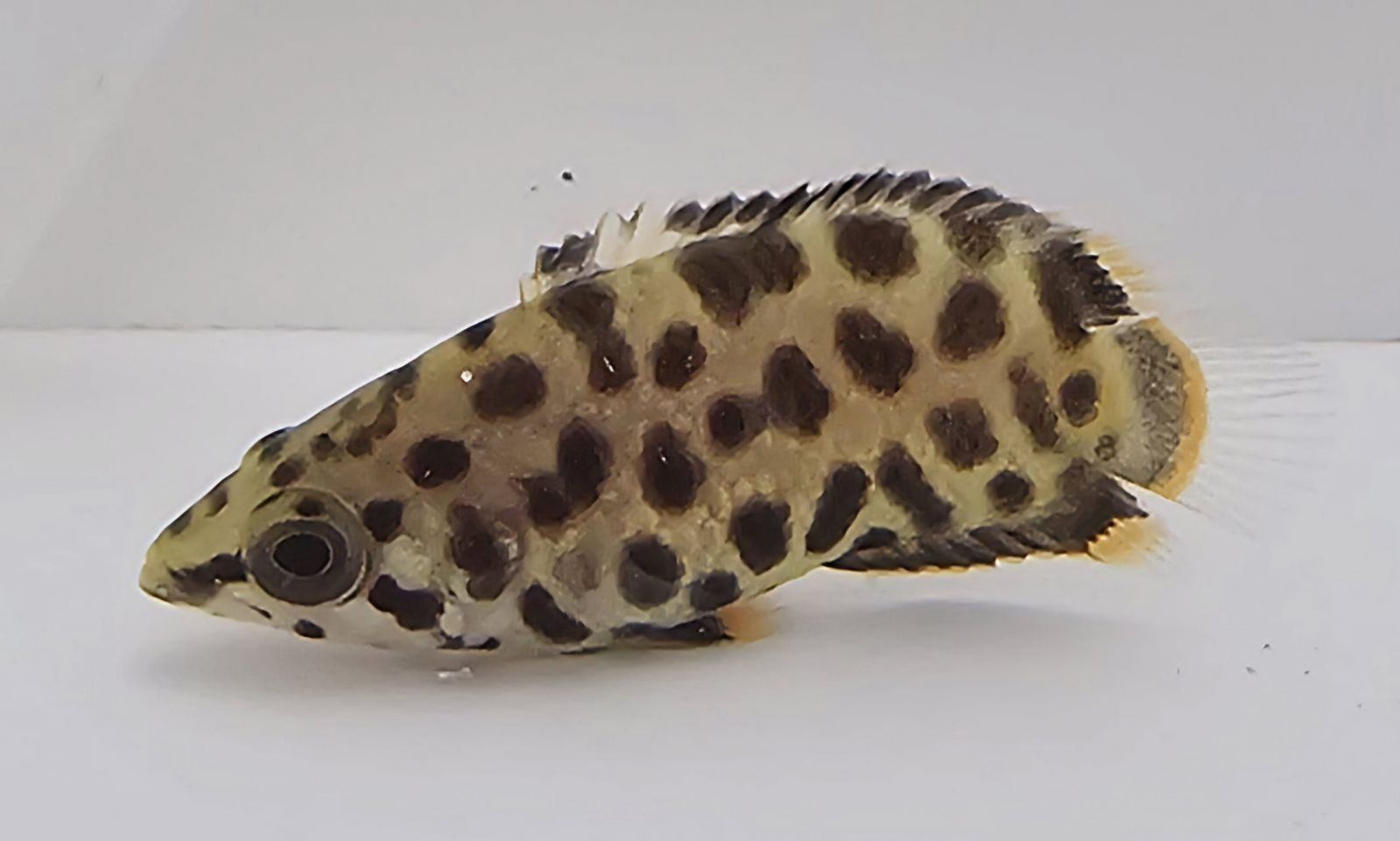 Leopard Bush Fish – www.coralreeftn.com