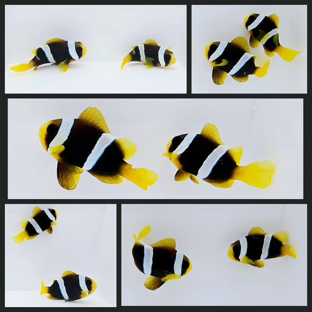 Clownfish Bonded Pair Madagascar – www.coralreeftn.com
