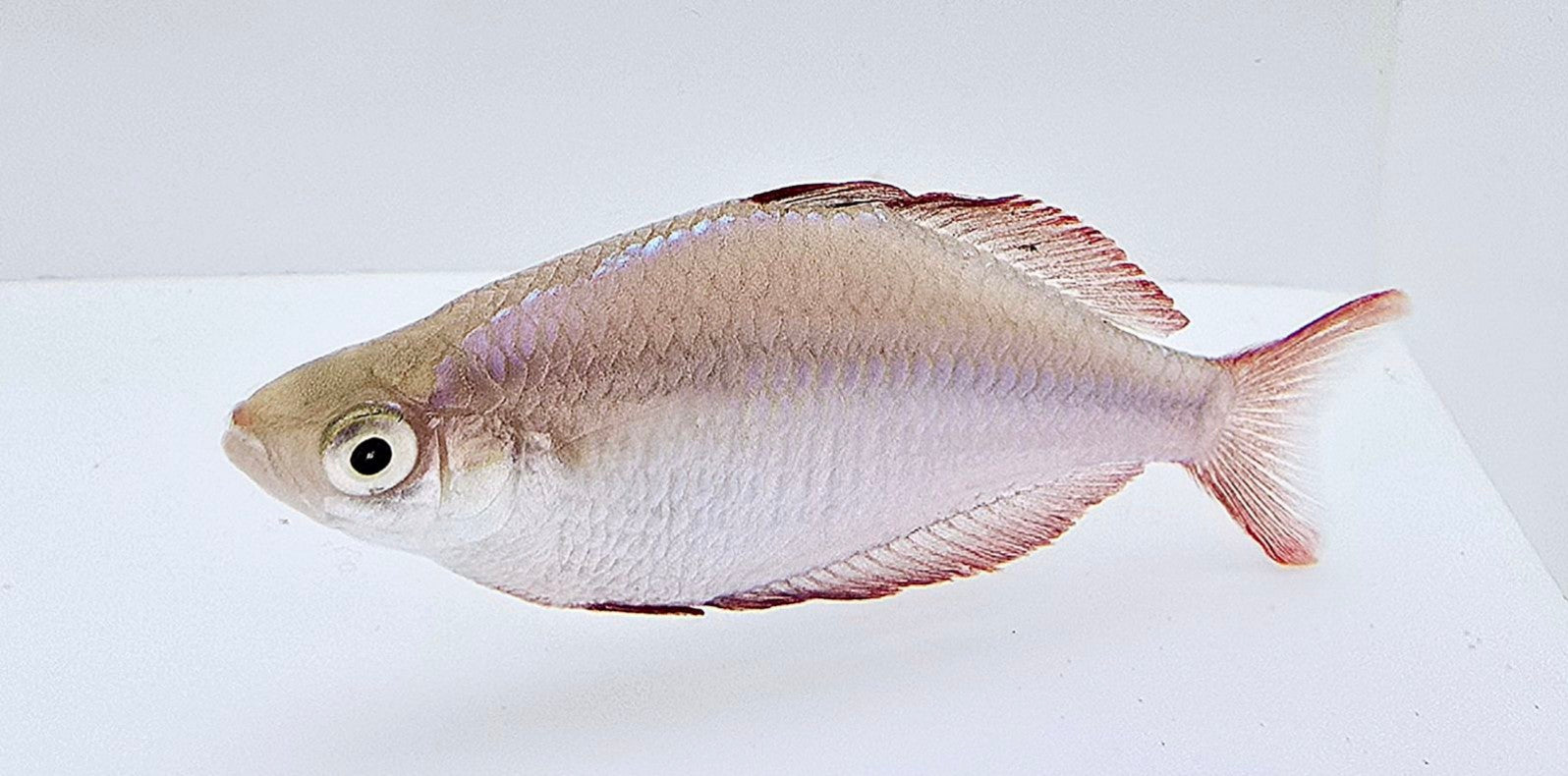 Neon Dwarf Rainbowfish – www.coralreeftn.com