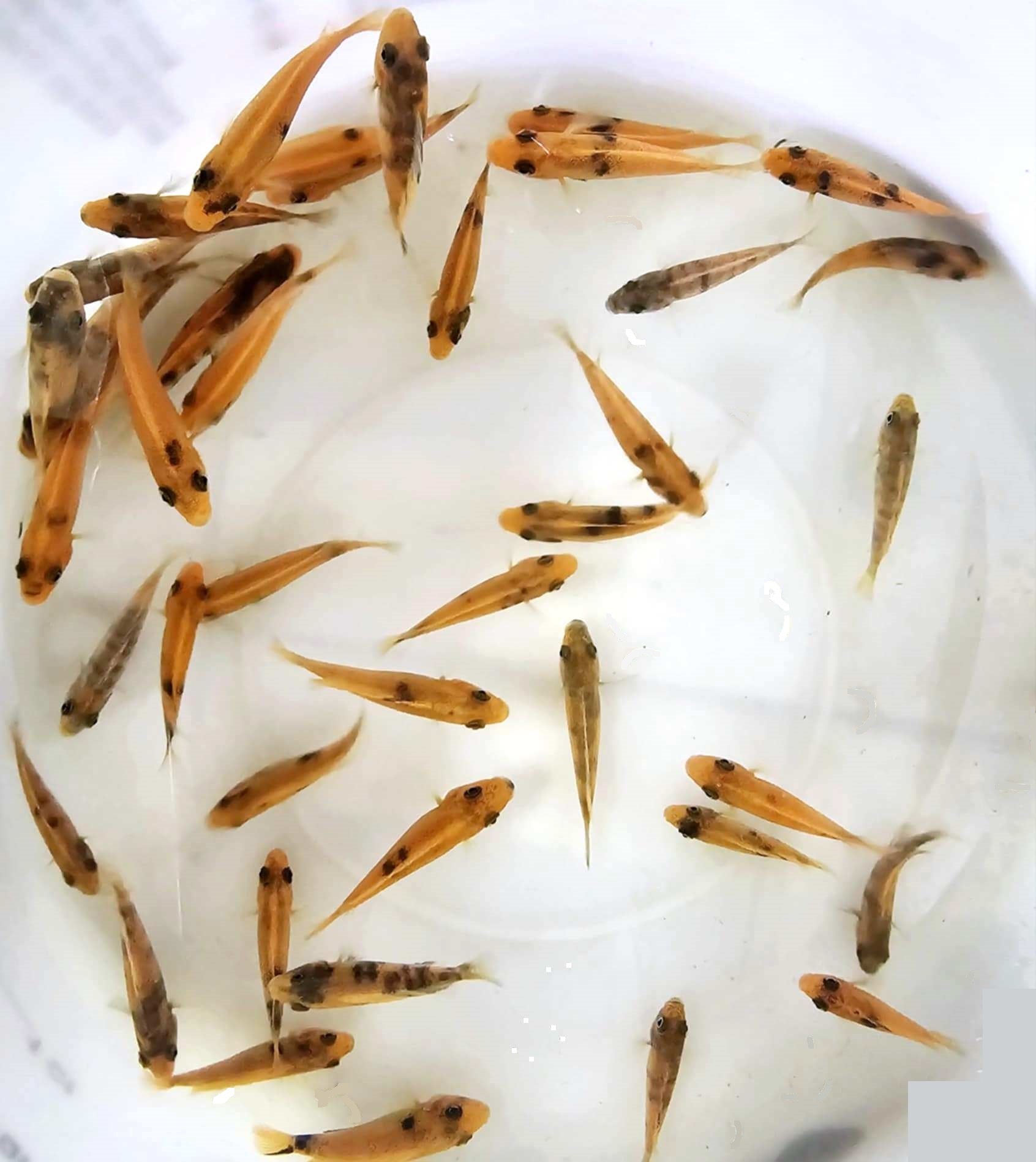 OB Red Zebra Cichlid – www.coralreeftn.com