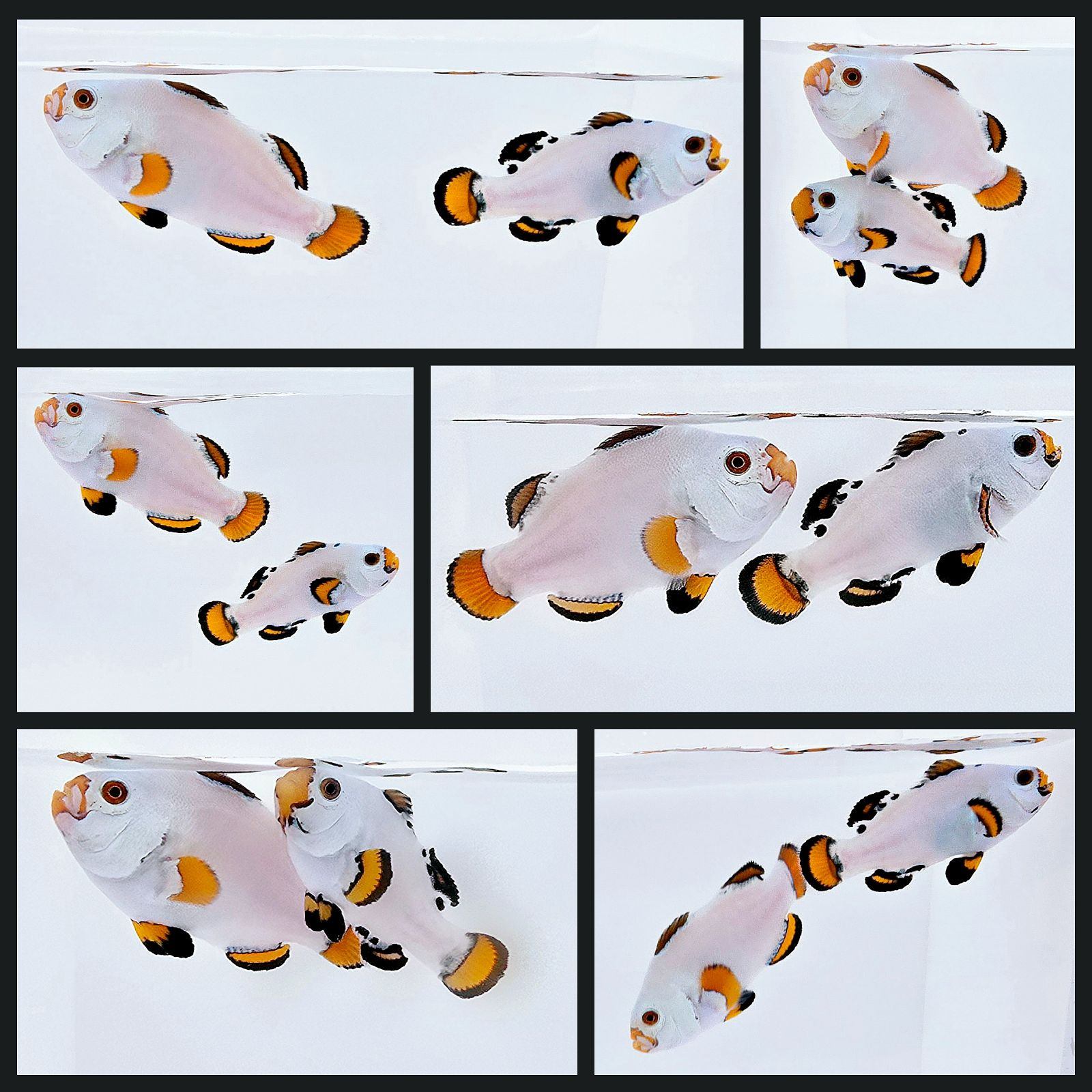 Clownfish Bonded Pair Orange Snow Storm – www.coralreeftn.com