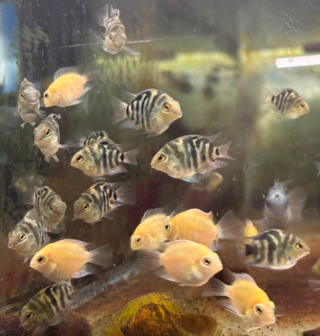 Parrot Cichlid Mix – www.coralreeftn.com