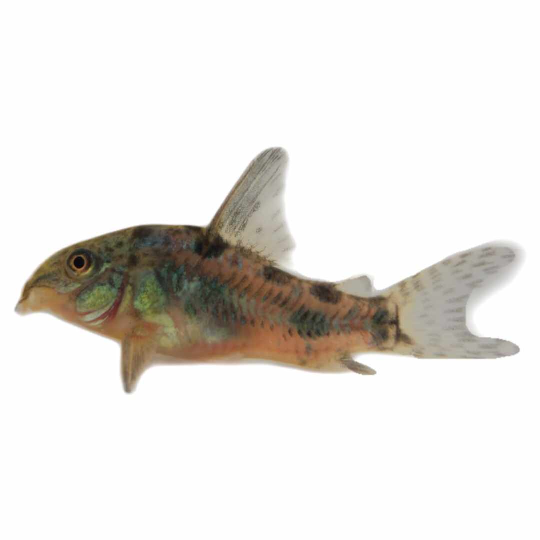 Peppered Cory Catfish – www.coralreeftn.com
