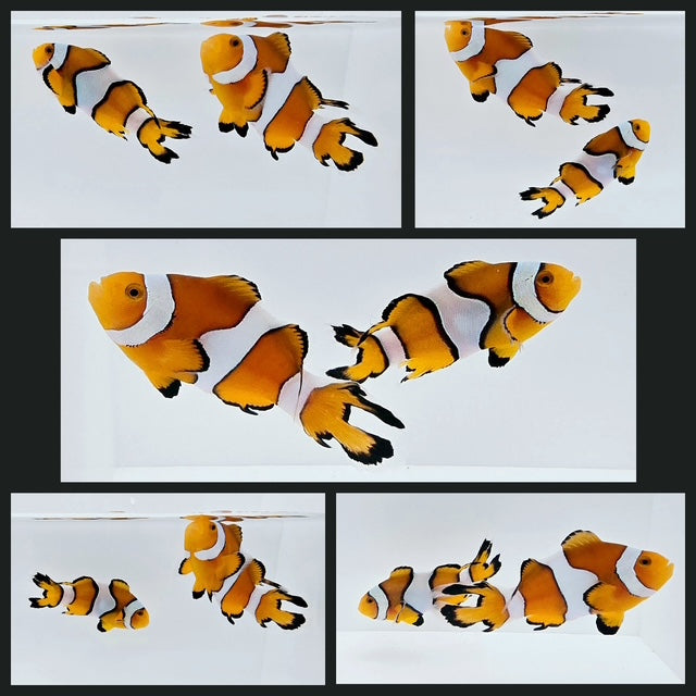 Clownfish Bonded Pair Percularis Flame-tail Longfin – www.coralreeftn.com