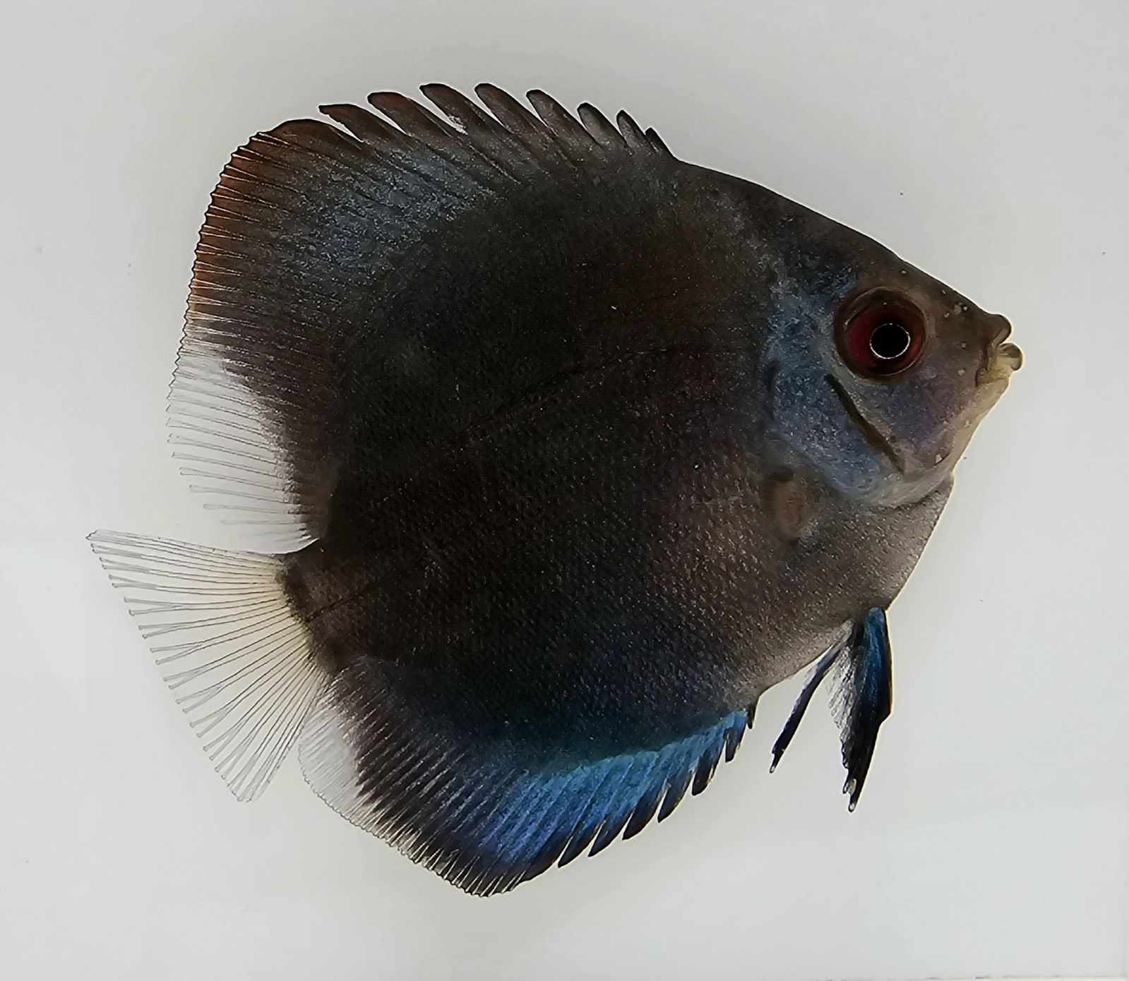 Powder Blue Discus – www.coralreeftn.com