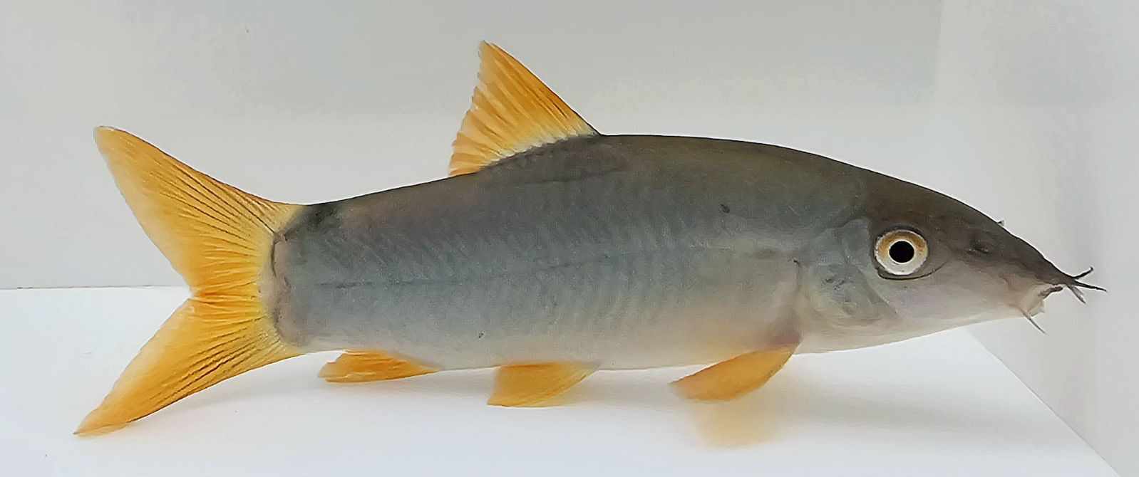 Redfin Blue Botia – www.coralreeftn.com