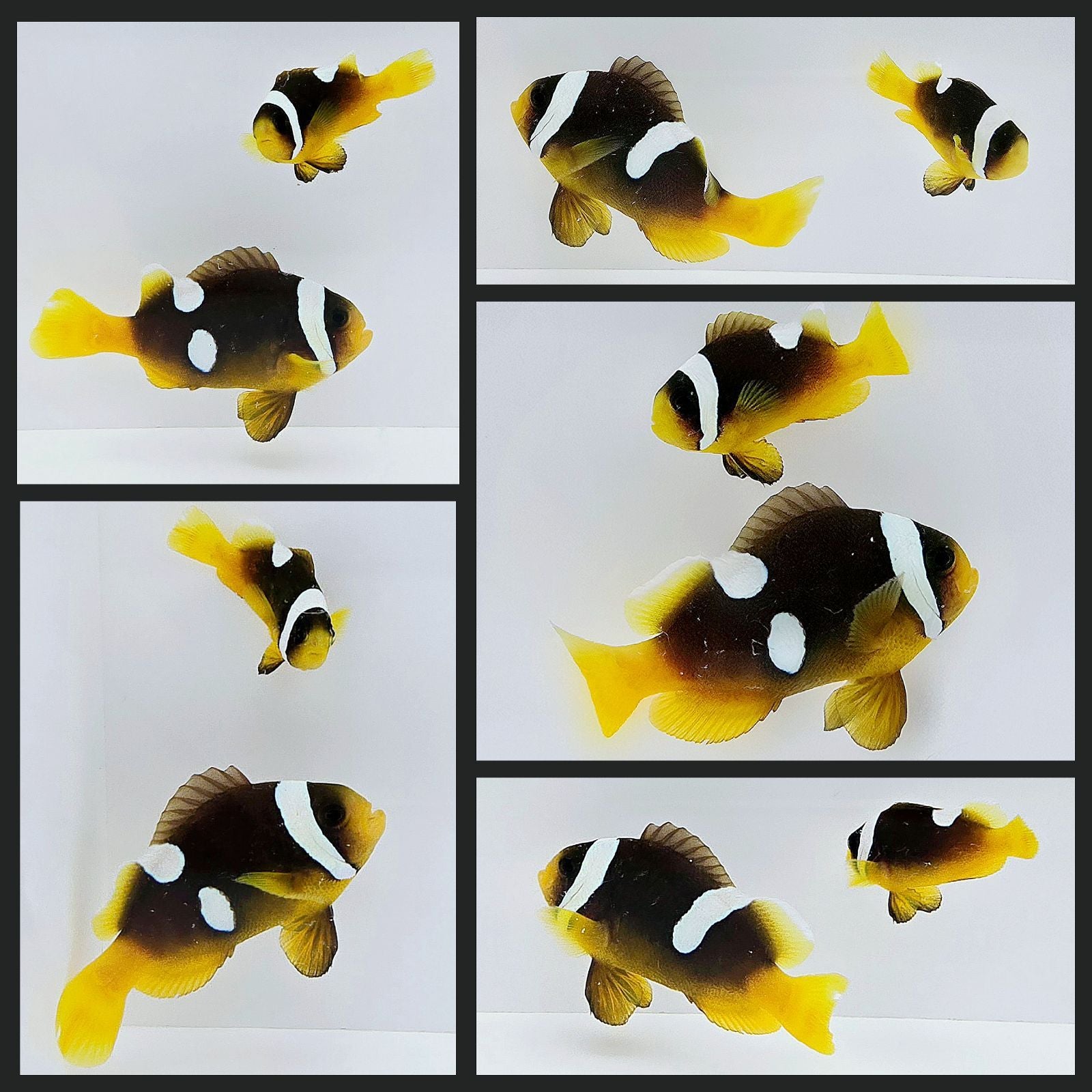 Clownfish Bonded Pair Sebae – www.coralreeftn.com