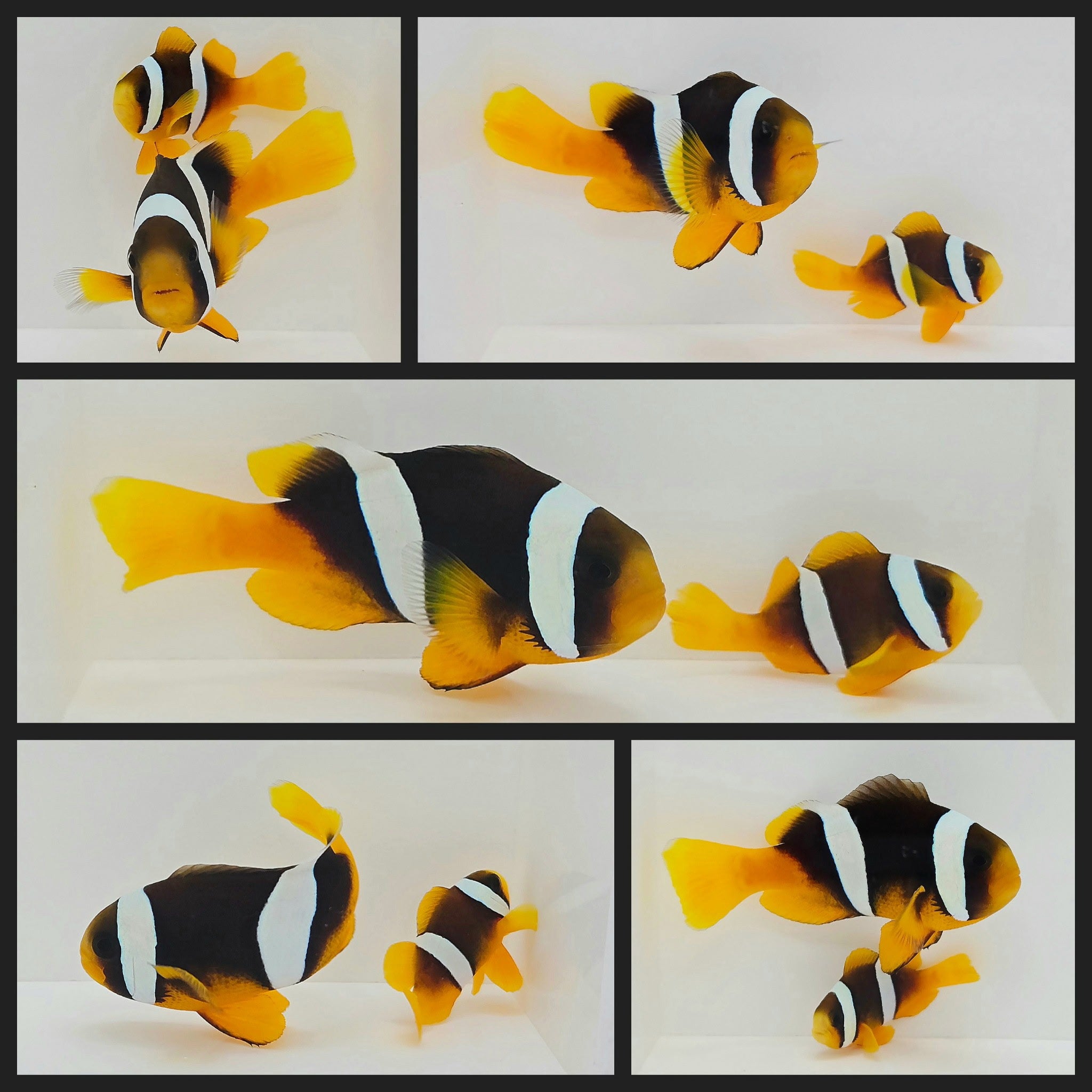 Clownfish Bonded Pair Sebae – www.coralreeftn.com