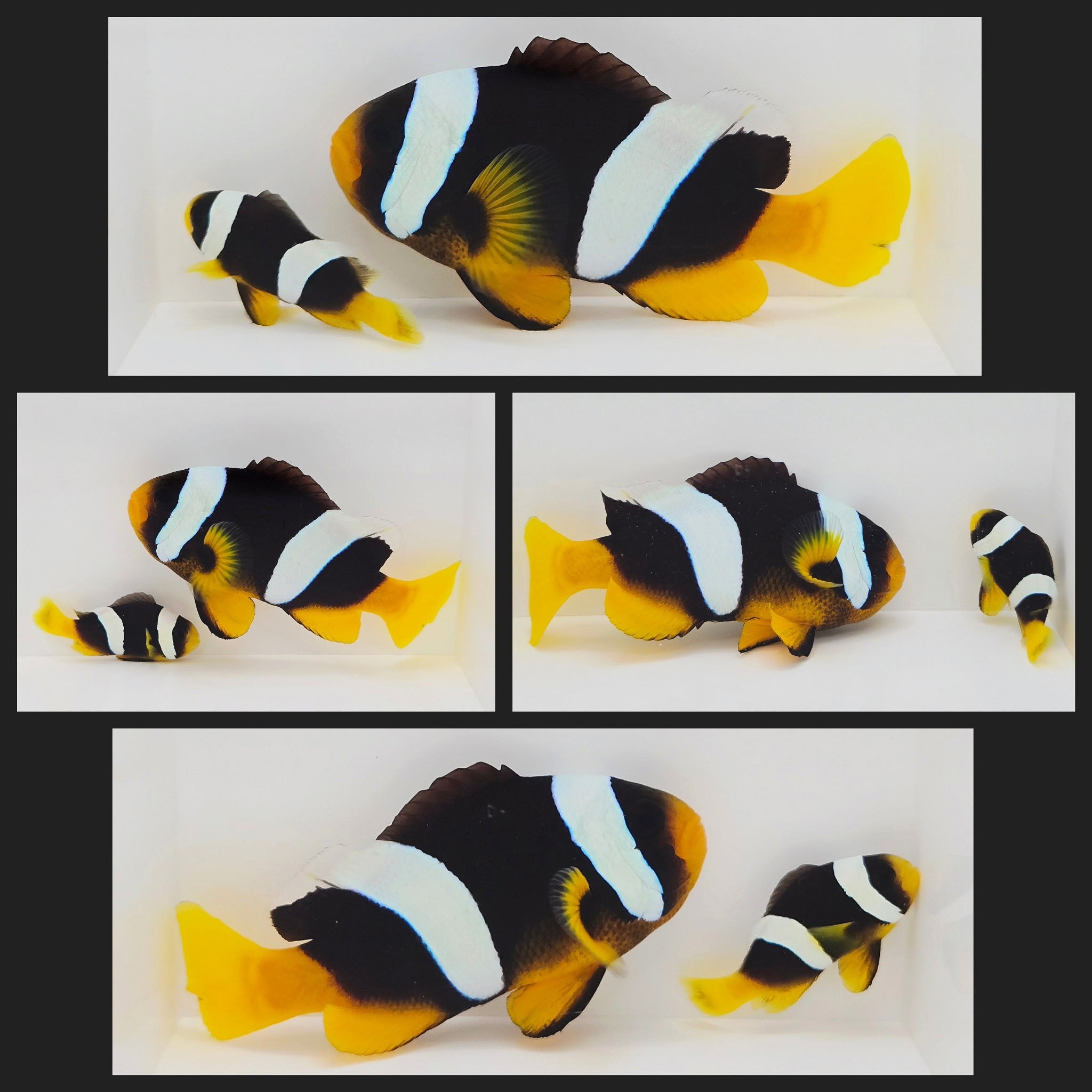 Clownfish Bonded Pair Sebae – www.coralreeftn.com