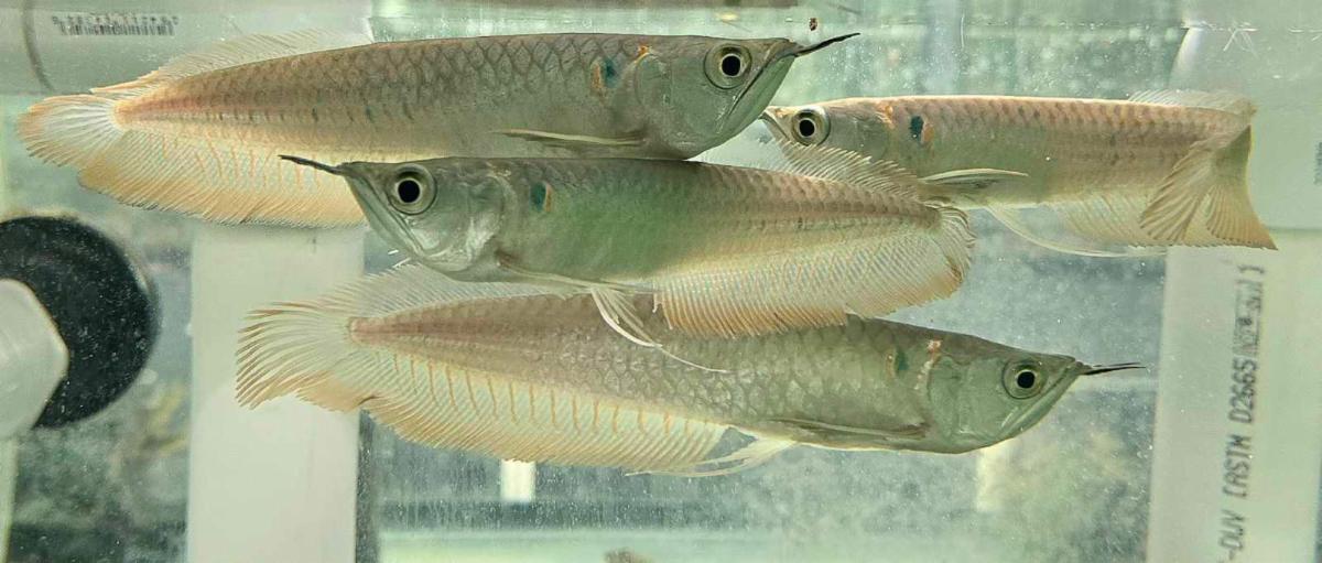 Silver Arowana – www.coralreeftn.com