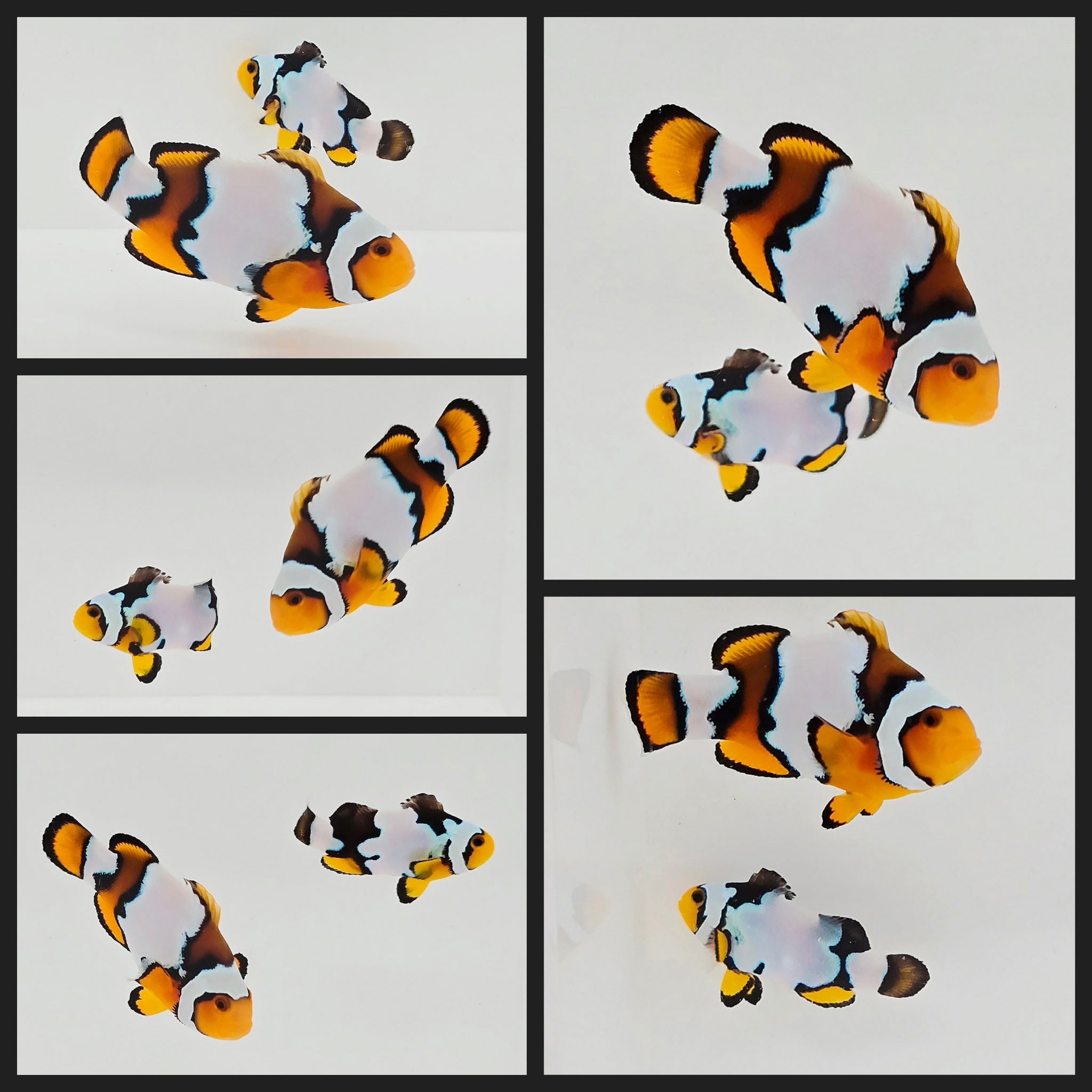 Clownfish Bonded Pair Snow Onyx – www.coralreeftn.com