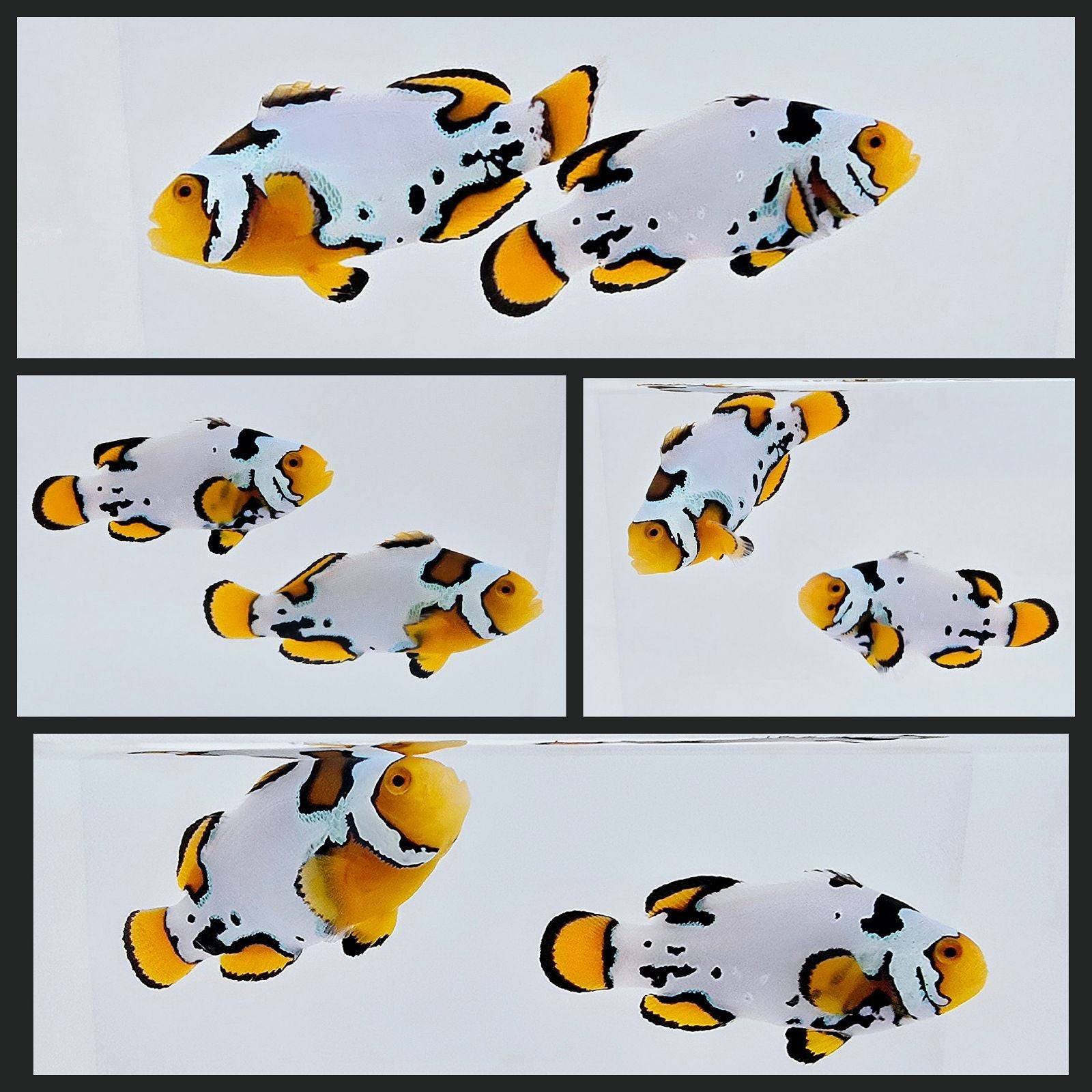 Clownfish Bonded Pair Snow Onyx/Supercell – www.coralreeftn.com