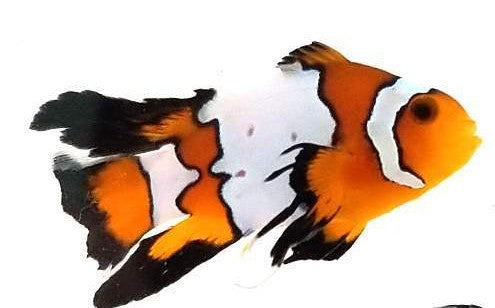 Clownfish Snowflake Longfin – www.coralreeftn.com