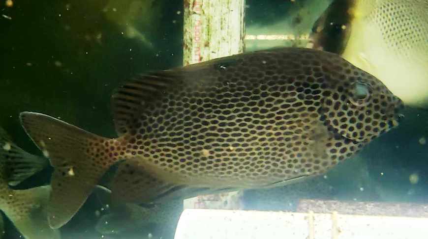 Stellatus Rabbit Fish – www.coralreeftn.com