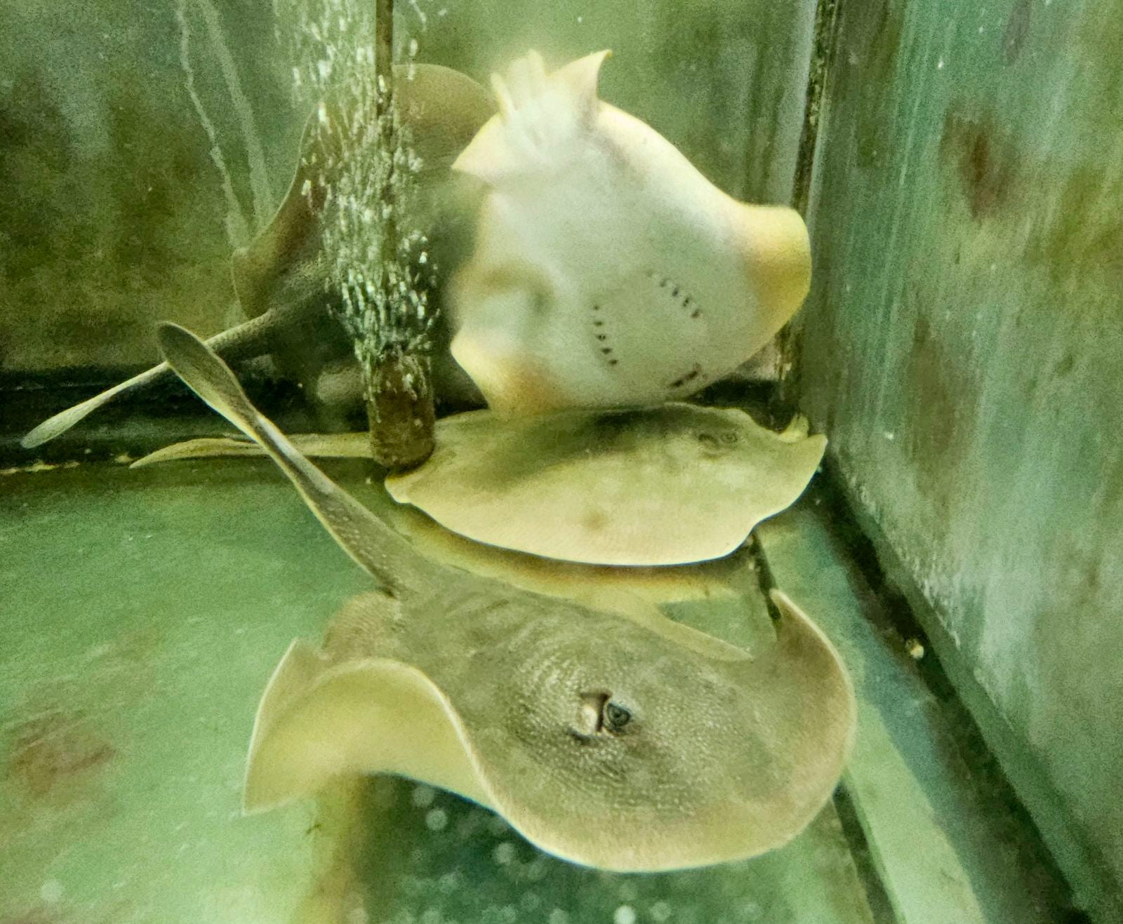 Round Stingray (California Ray) – www.coralreeftn.com