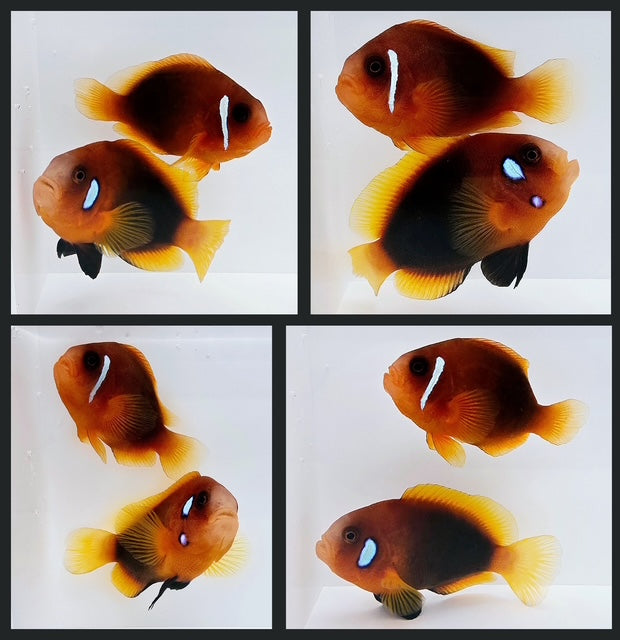 Clownfish Bonded Pair Stripeless Cinnamon/Fire Tomato – www.coralreeftn.com