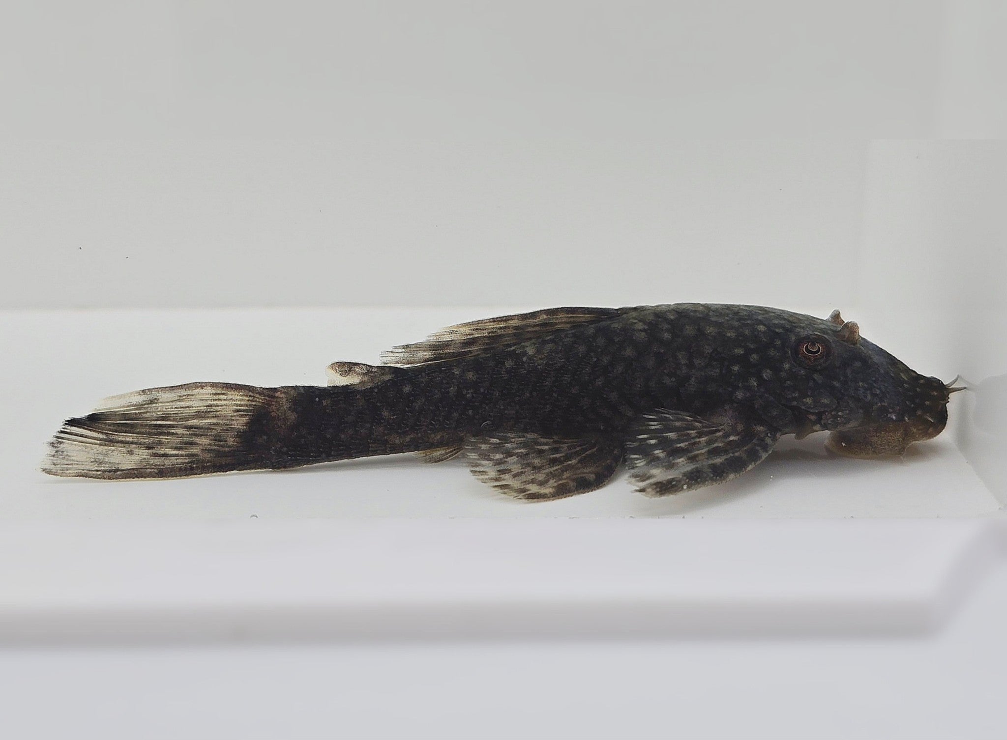 Three-Ray Bristlenose Catfish – www.coralreeftn.com