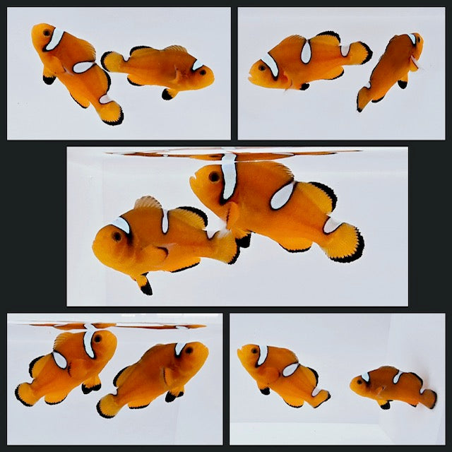 Clownfish Bonded Pair Tiger Clown – www.coralreeftn.com