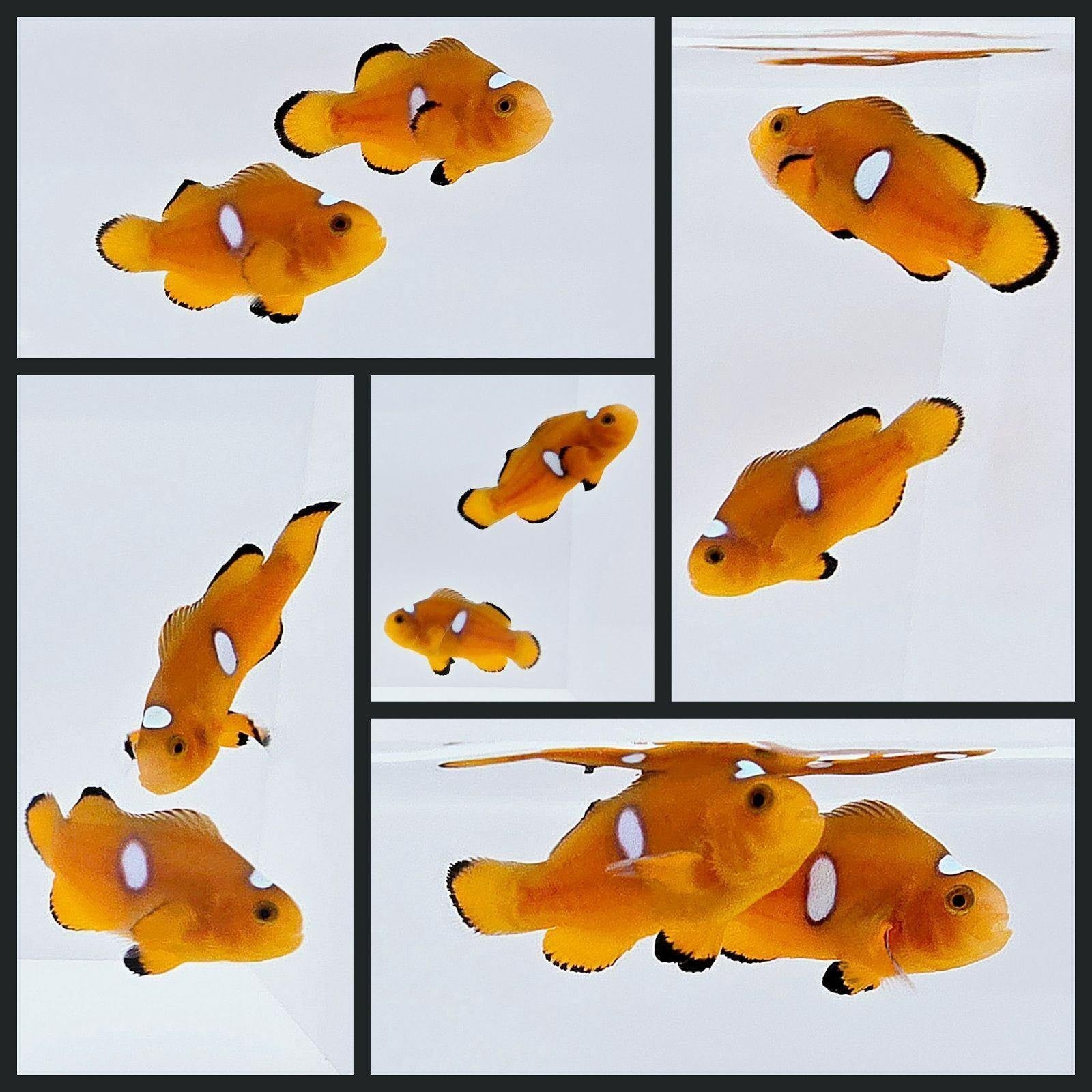 Clownfish Bonded Pair Tiger Clown – www.coralreeftn.com