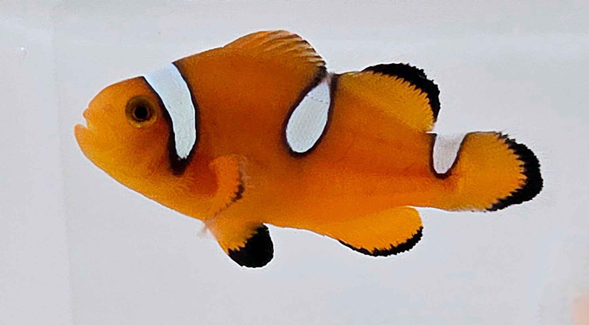 Clownfish Tiger Clown – www.coralreeftn.com