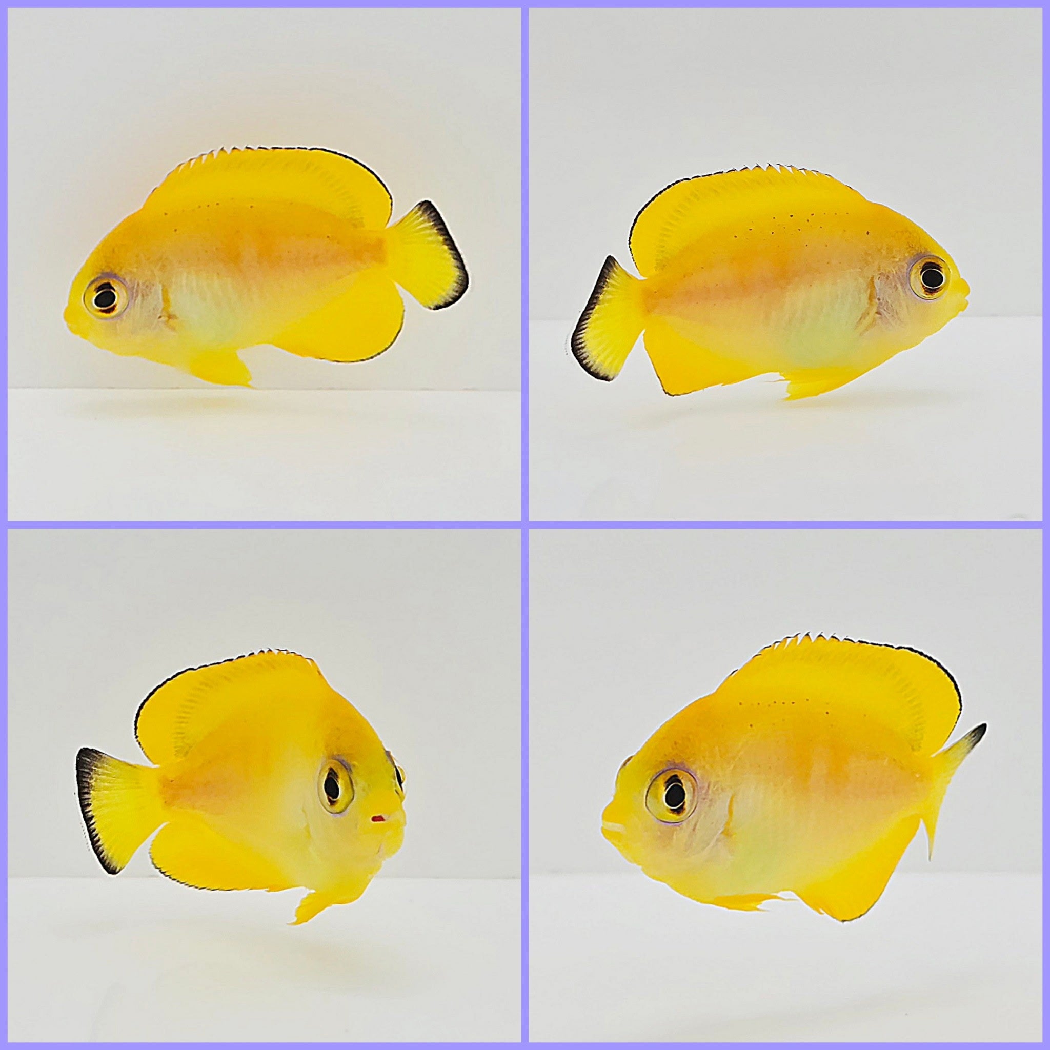 Tigerpyge Angelfish – www.coralreeftn.com