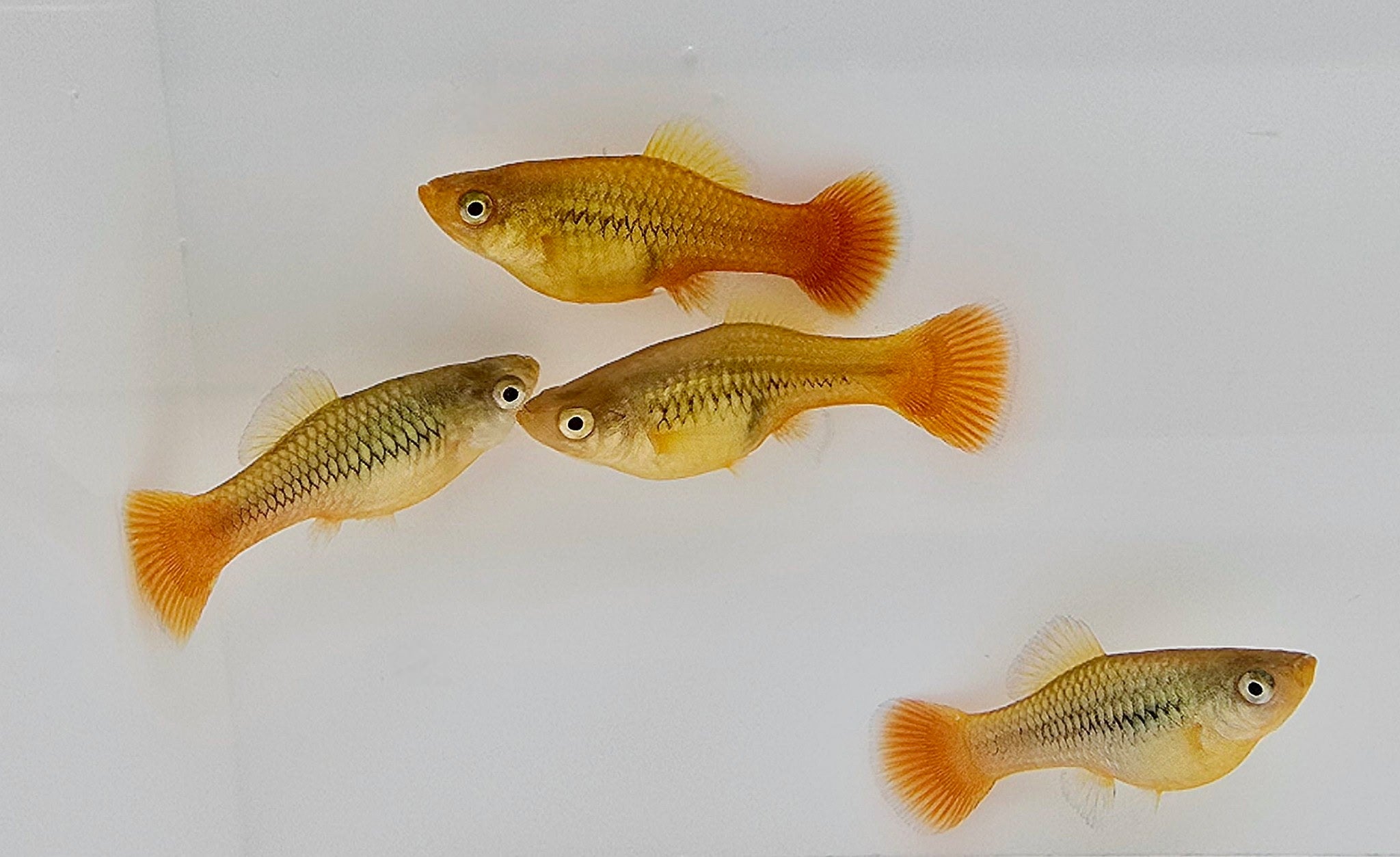 Variable Sunset Platy – www.coralreeftn.com