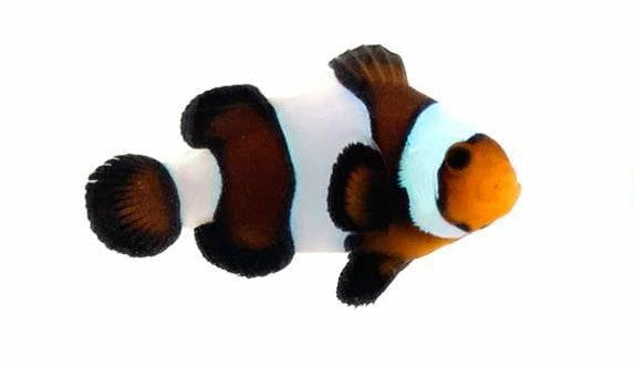 Clownfish Wide-bar Chocolate Mocha – www.coralreeftn.com