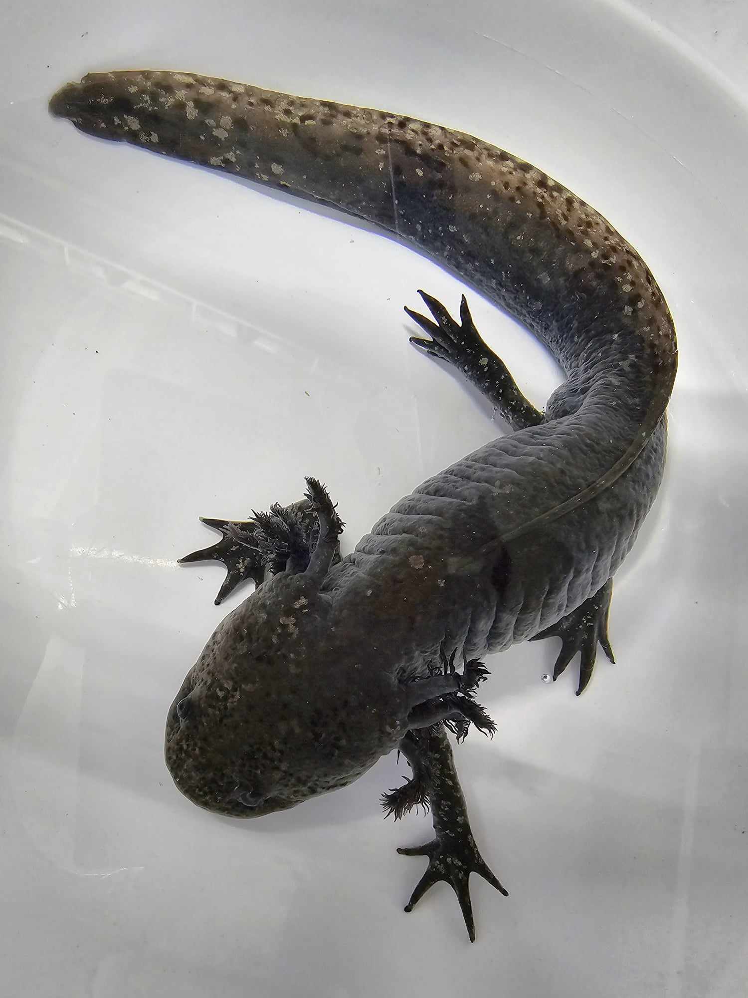 Wild Type Male Axolotl – www.coralreeftn.com