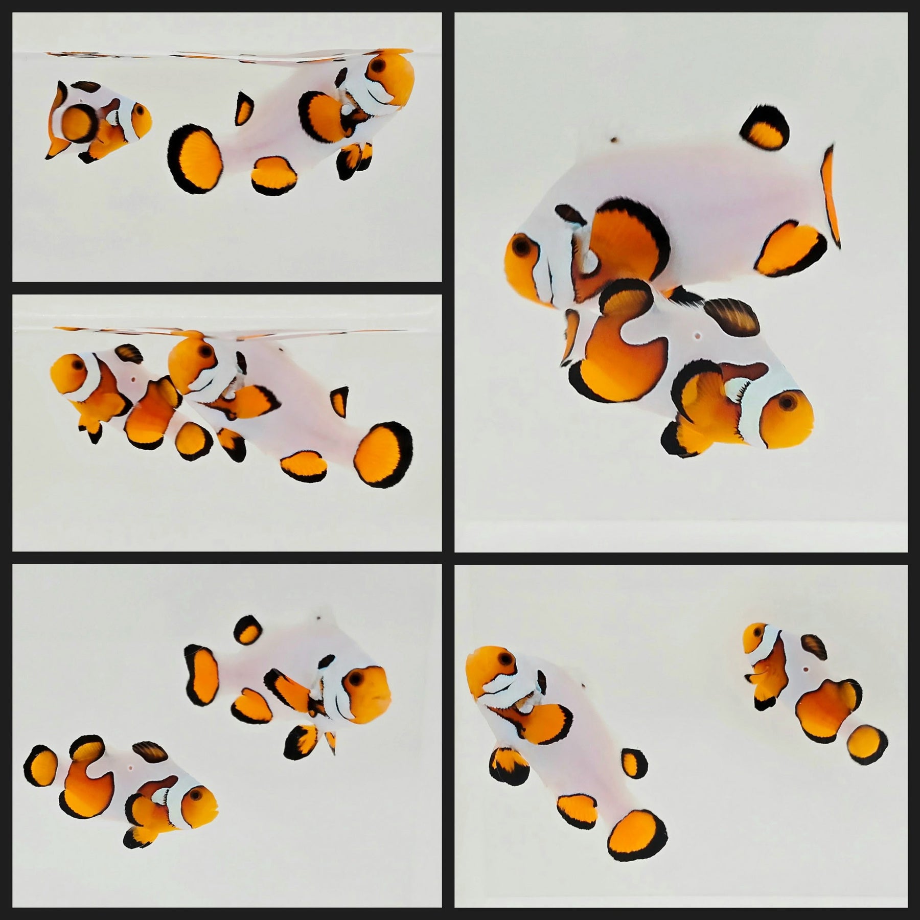 Clownfish Bonded Pair Wyoming White/Fancy White – www.coralreeftn.com
